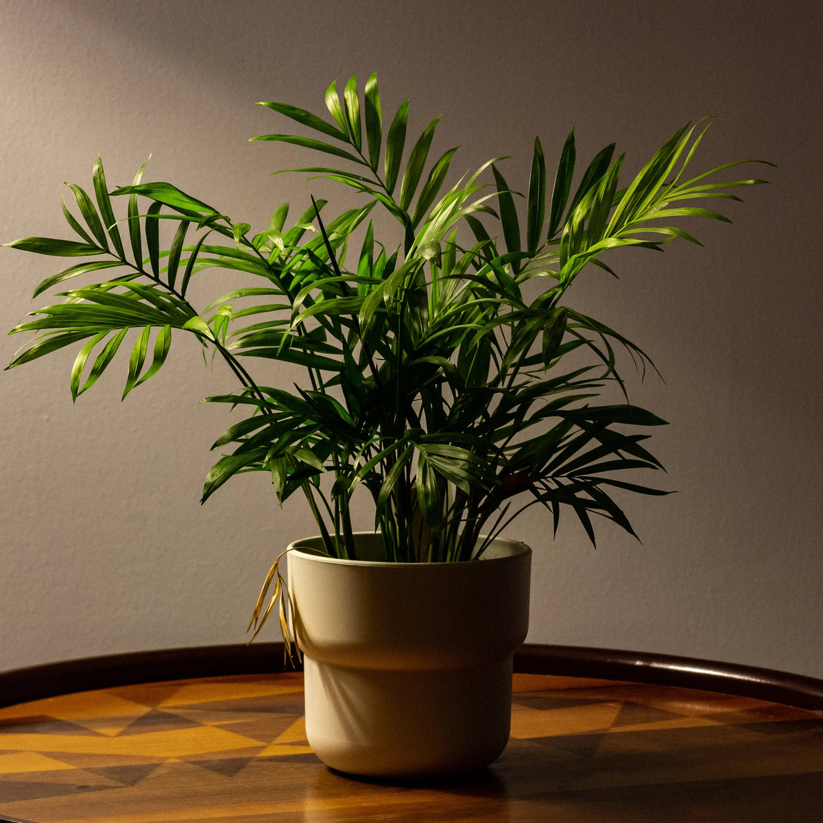 Areca Palm Care Guide UAE | Buy Areca Palm Dubai – Plantsworld.ae