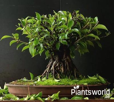 Outdoor Ficus bonsai tree and Fig plants online Dubai-plantsworld.ae ...