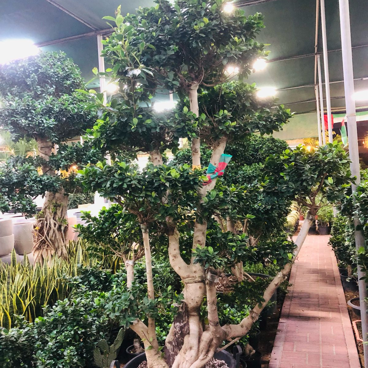 Ficus Macrocarpa – Low-Maintenance Indoor & Outdoor Plant – Plantsworld.ae