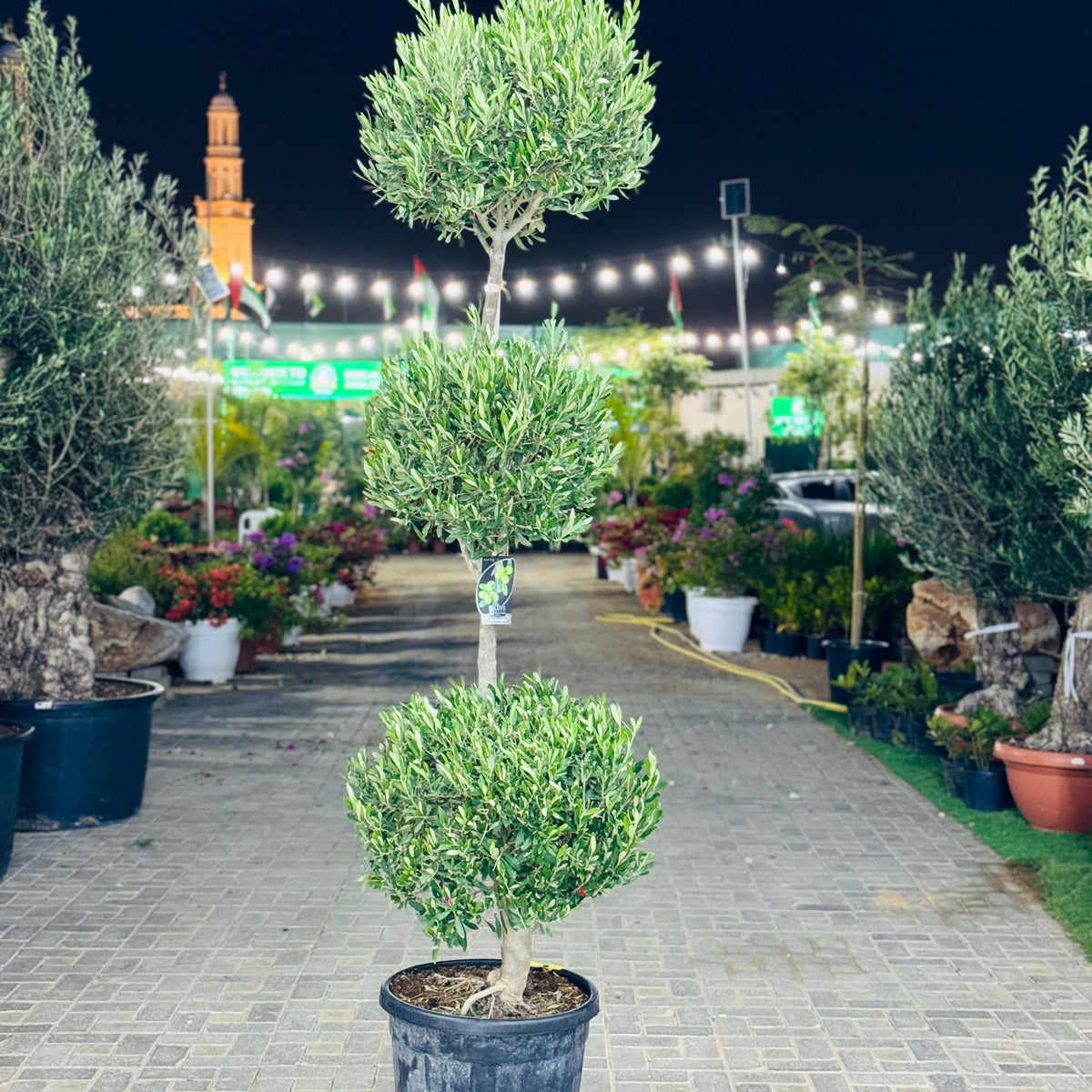 Olea Europa Olive Tree – 3 Plant | Pet-Safe – Plantsworld.ae