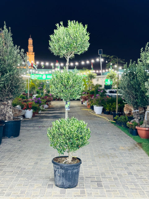 Olea Europa Olive Tree (3-Head) – Multi-Trunk Mediterranean Garden ...