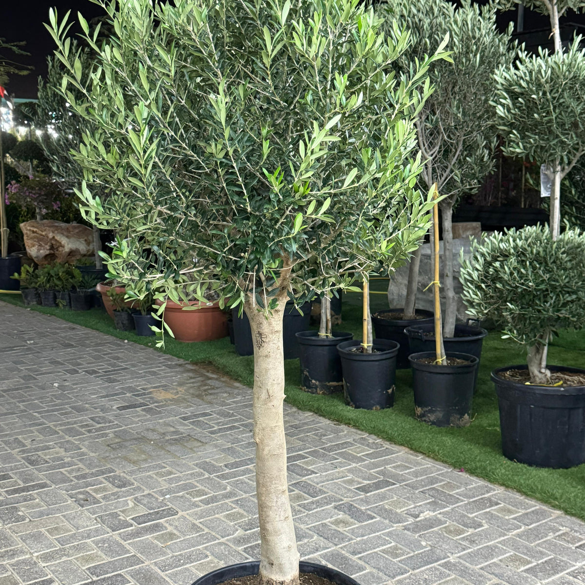Olea Europa Olive Tree (15–20 cm Trunk) – Compact Mediterranean ...