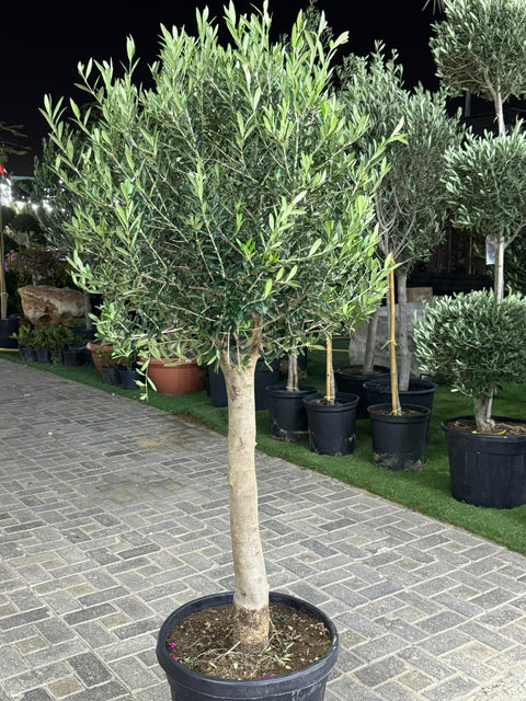 Olea Europa Olive Tree (15–20 cm Trunk) – Compact Mediterranean ...