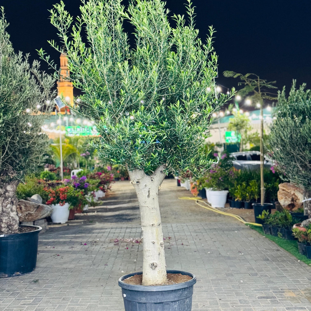 Olea Europa Olive Tree (50–60 cm Trunk) – Elegant Outdoor Tree ...