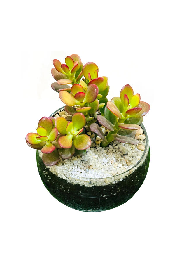 Buy Crassula Ovata Hummel Sunset With Glass Bowl Terrarium – Plantsworld.ae