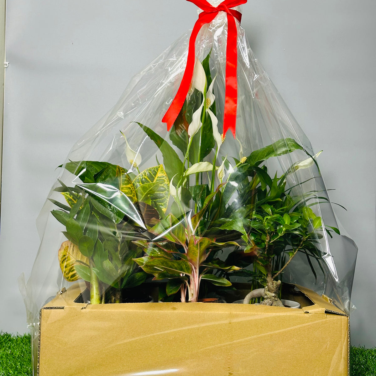 Green Haven Plant Box | Monthly Indoor Plant Box – PlantsWorld.ae ...