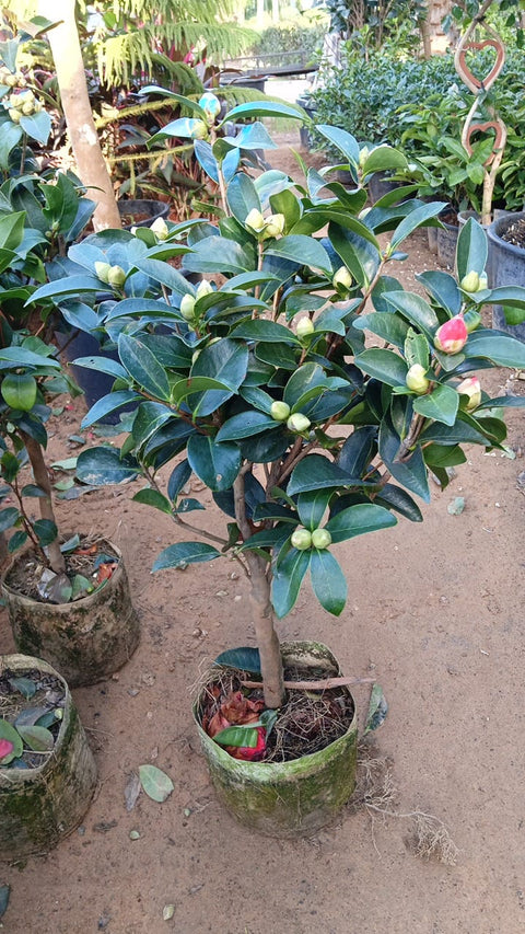 Japanese Camellia - Camellia Japonica – Plantsworld.ae