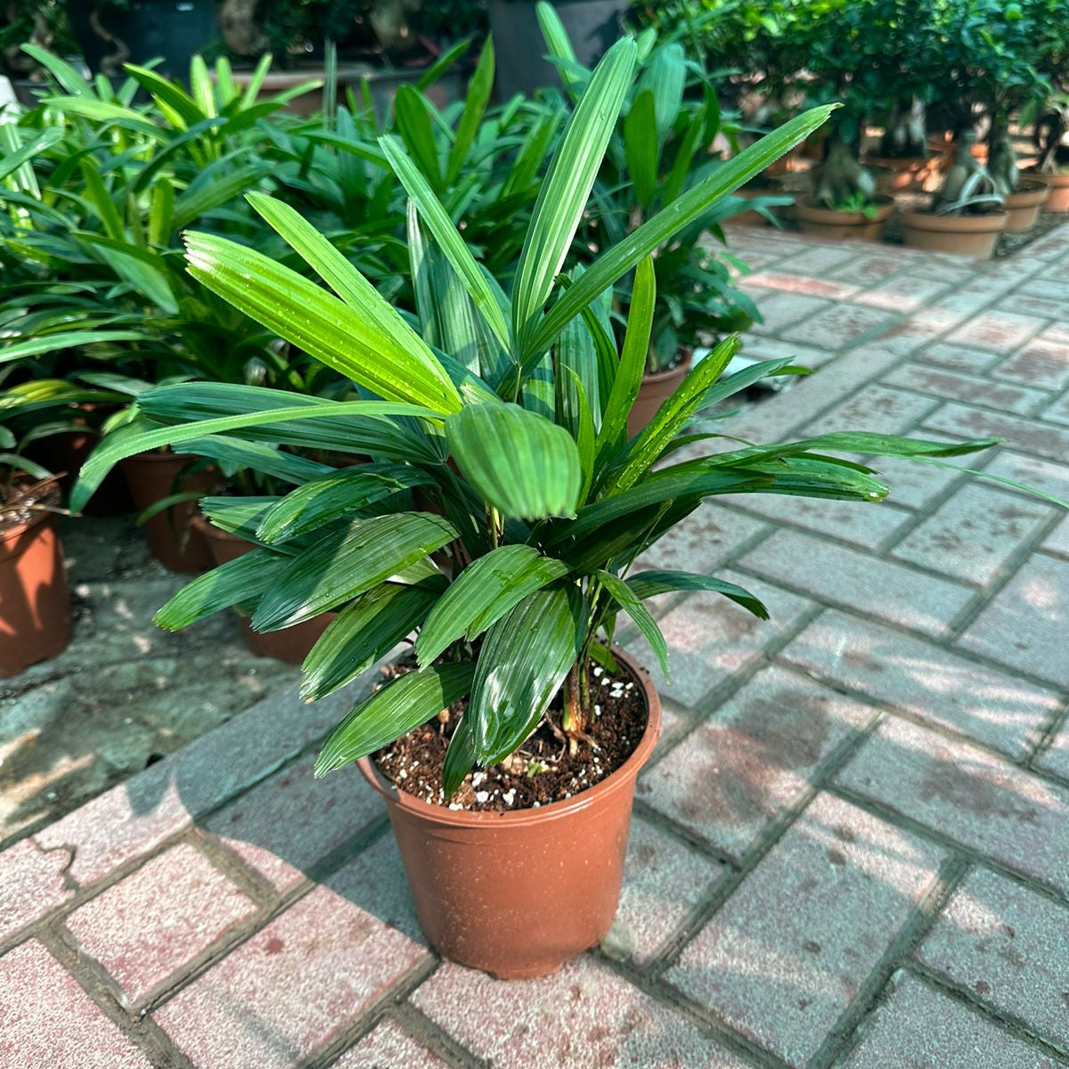 Ruffled latan palm-Licuala grandis-ornamental Palm Plant-plantsworld ...