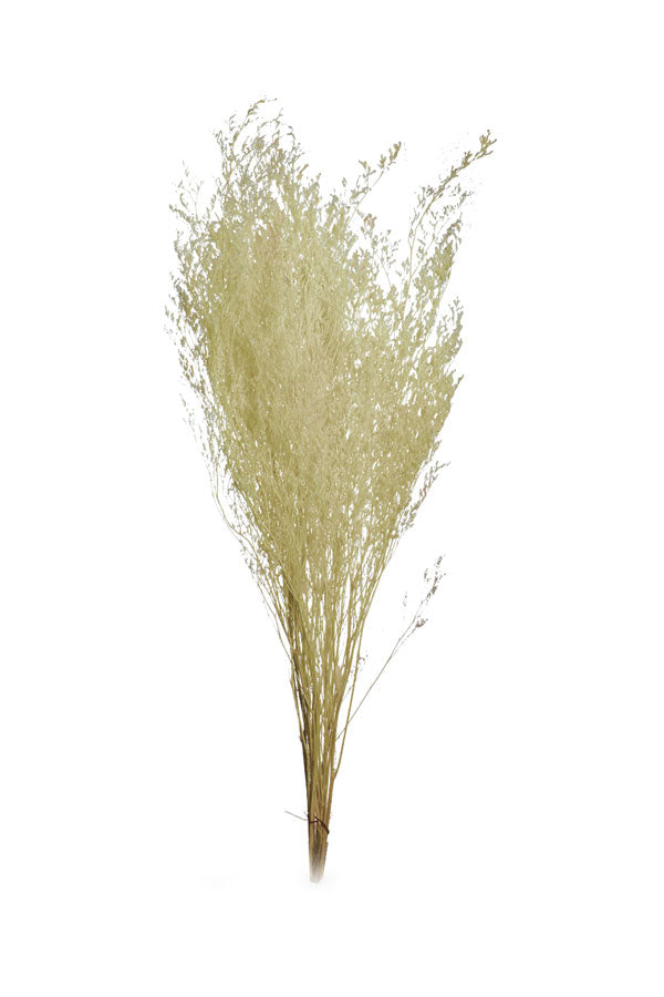 Natural Dried Caspia Flower – Premium Floral Stems for Décor ...