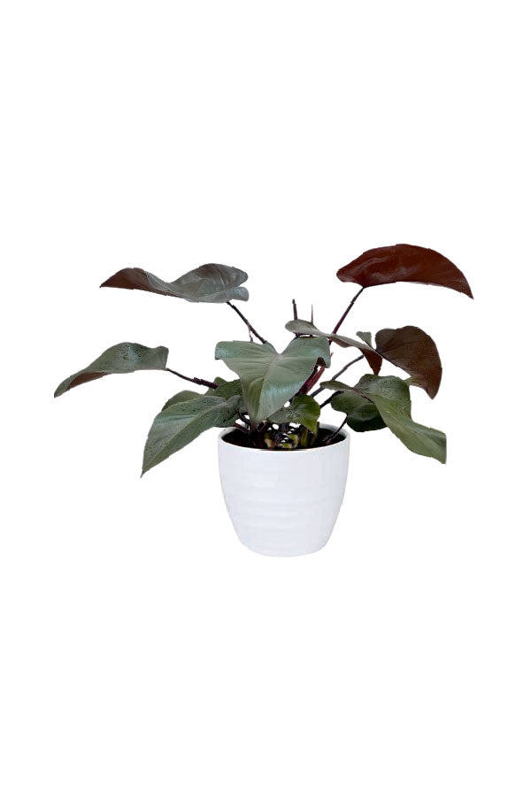 Philodendron Purple Congo | Purple and Green Foliage Indoor Plant | Buy ...
