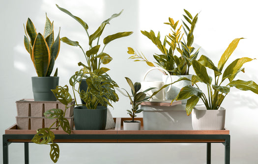 Buy Live Indoor,Outdoor Plants & Fresh Flowers Online, Free Delivery ...