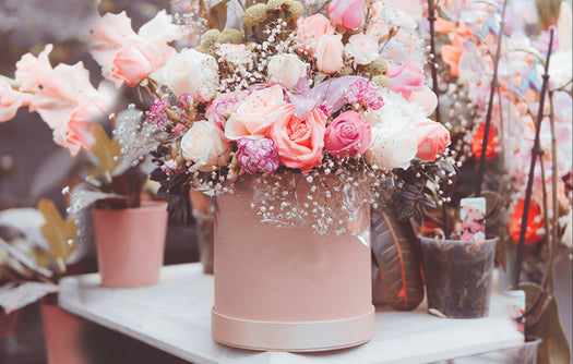 Buy Live Indoor,Outdoor Plants & Fresh Flowers Online, Free Delivery ...