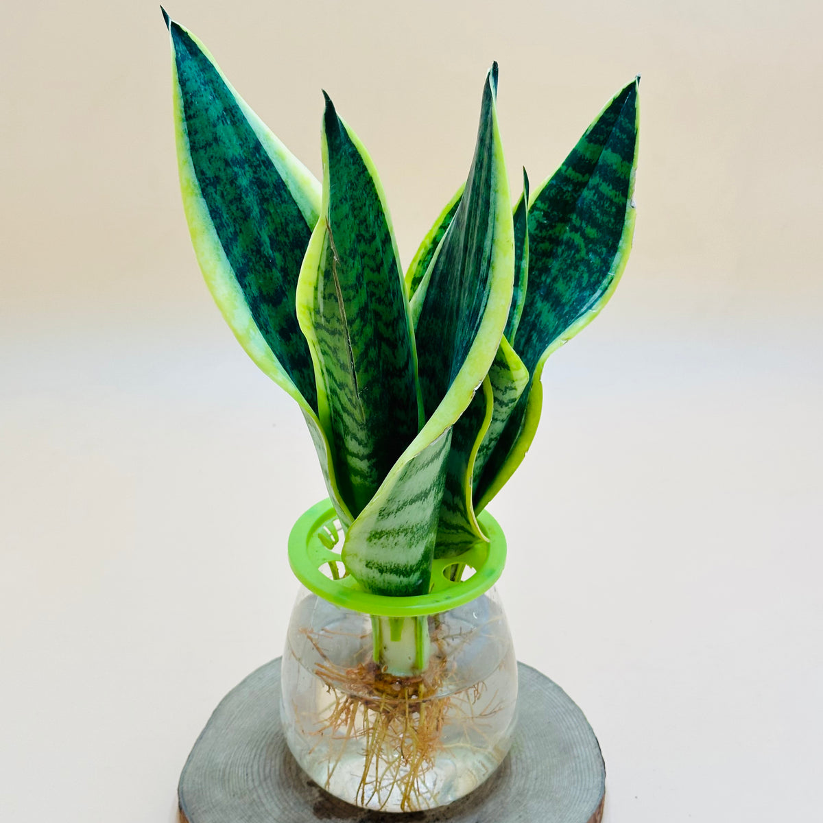 Snake Plant Mini In Glass Bowl -Water Plants- 10-20 cm-Plantsworld.ae