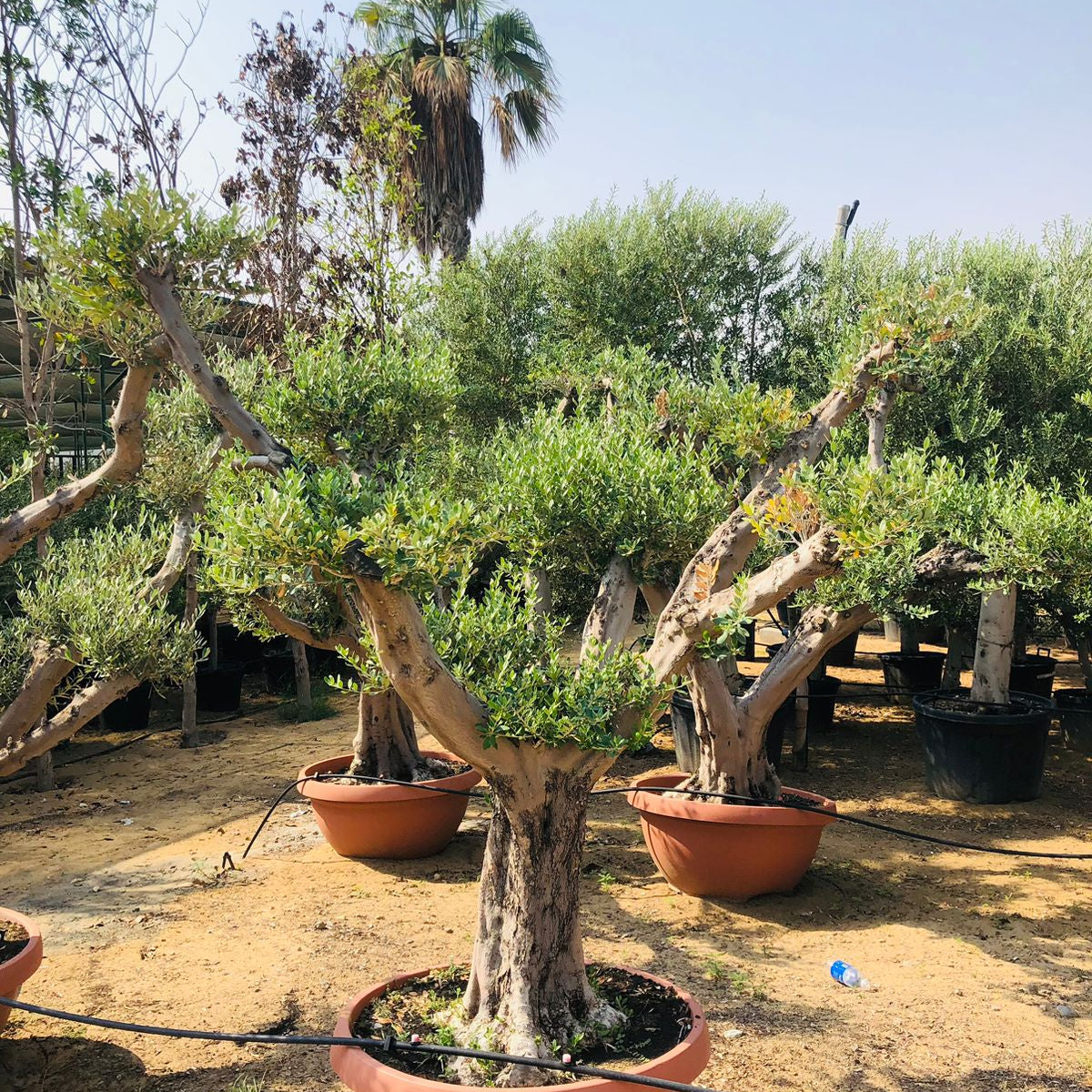 Get Olea Europa Olive Tree With Trunk Caliper 40-50cm -plantsworld.ae ...