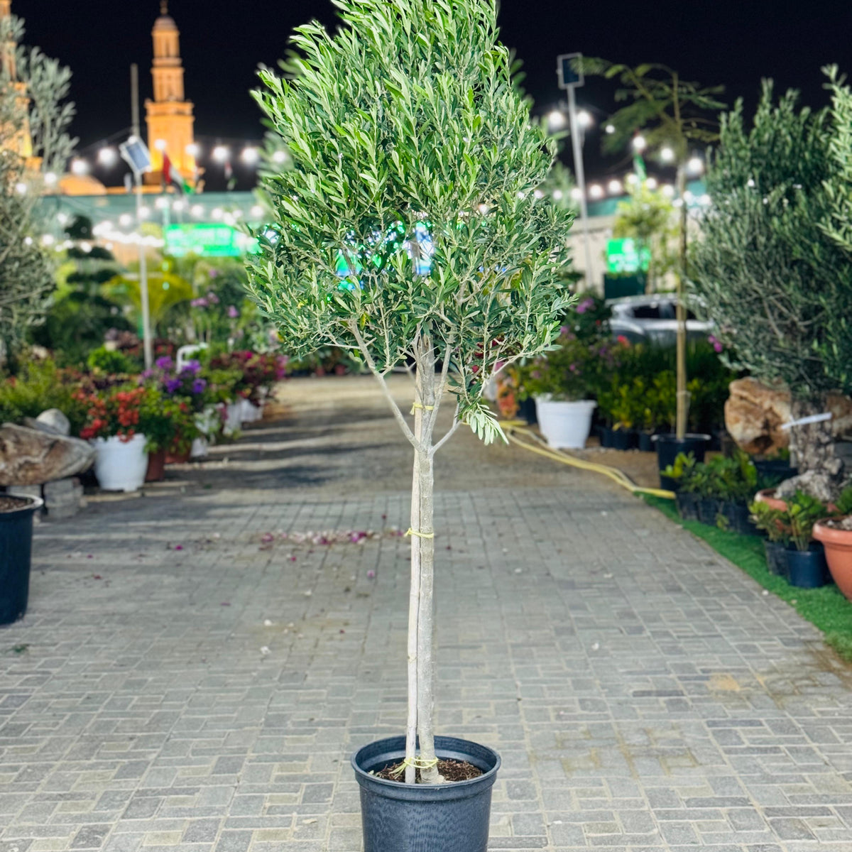 Olive Plant - Olea Europaea | Pet-Safe Plants – Plantsworld.ae