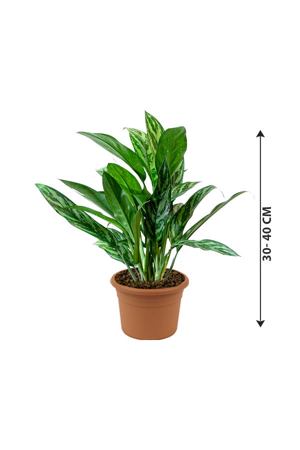 Chinese Evergreen - Aglaonema Cory - Indoor Plant – Plantsworld.ae