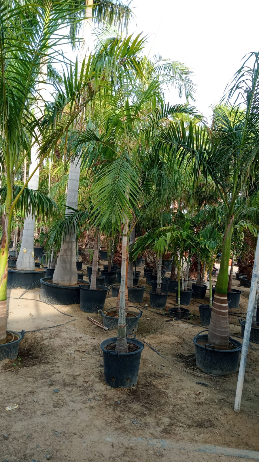 Carpentaria Acuminata