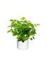 China Doll Plant - Red Machera - Indoor Plant – Plantsworld.ae