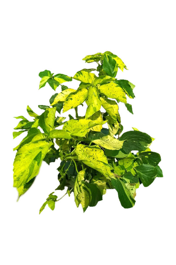 Copperleaf Green plant-Outdoor plant-Plantsworld.ae