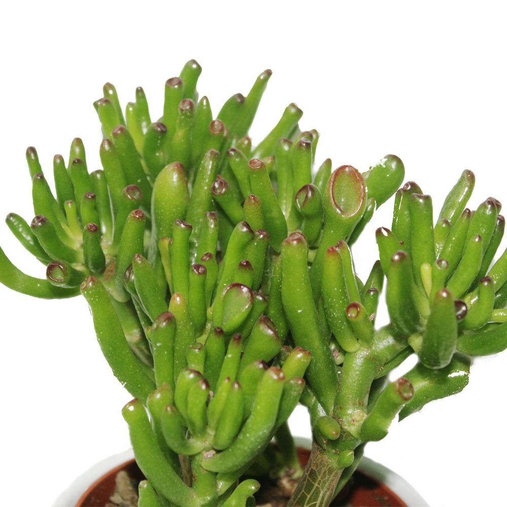 Crassula Hobbit - Crassula Ovata - Succulent Plant – Plantsworld.ae