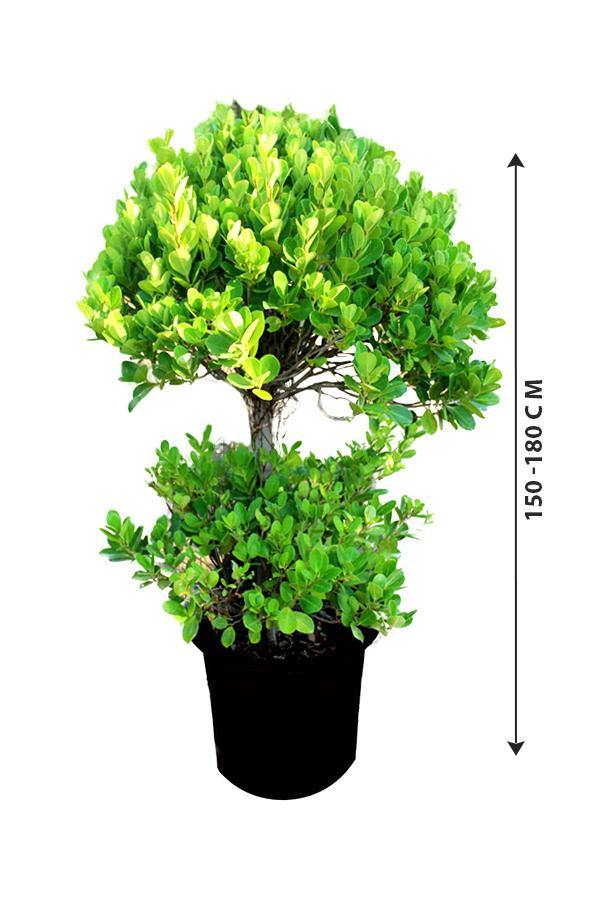 Ficus Panda 2 Head-Ficus Retusa – Plantsworld.ae