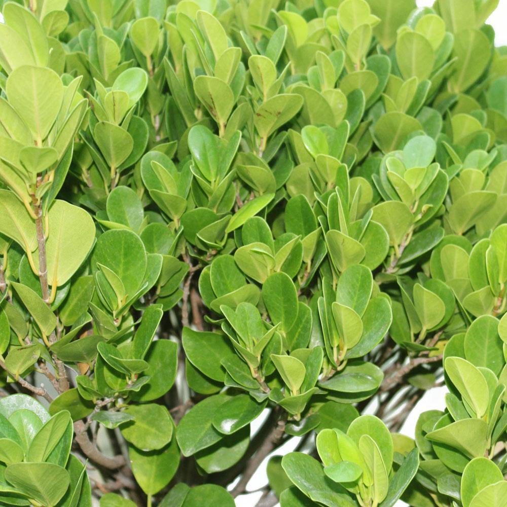 Ficus Panda 2 Head-Ficus Retusa – Plantsworld.ae