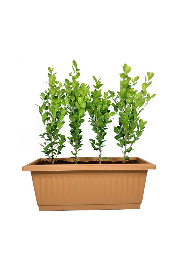 Ficus Panda(5 nos) In Rectangular Pot – Plantsworld.ae
