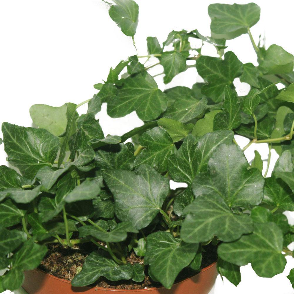 Hedera Helix - English Ivy - Indoor Plant – Plantsworld.ae