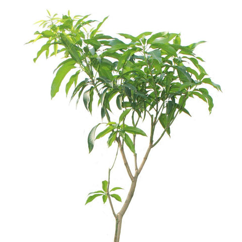Buy Mango Tree – Mangifera Indica | PlantsWorld UAE – Plantsworld.ae