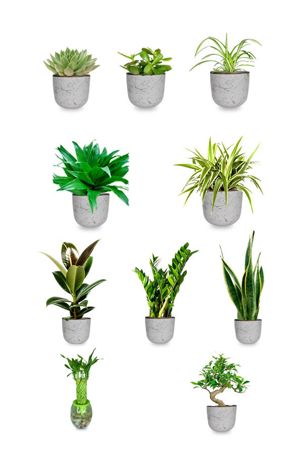 Platinum Combo Package-Saloon & Spa Plant Combo Package-plantsworld.ae ...