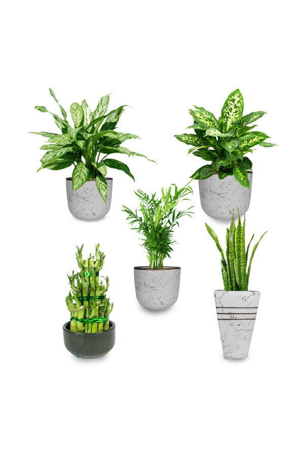 Titanium Combo Package-Saloon & Spa Plant Combo Packages-plantsworld.ae ...