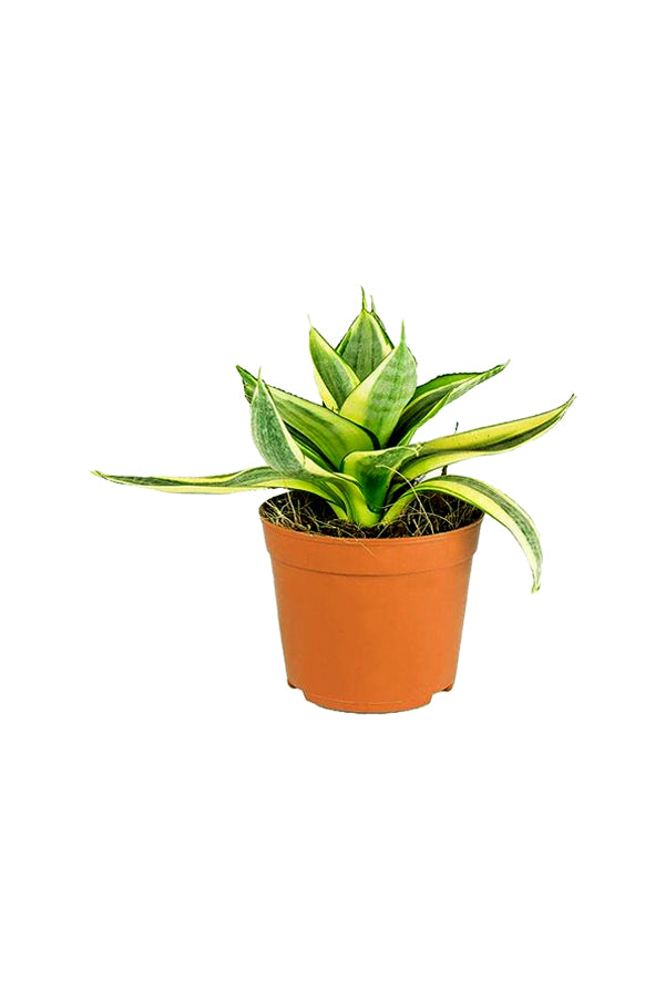 Snake Plant Mini - Sansevieria – Plantsworld.ae