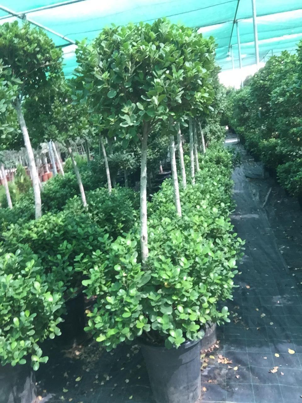 Ficus Panda 2 Head-Ficus Retusa – Plantsworld.ae