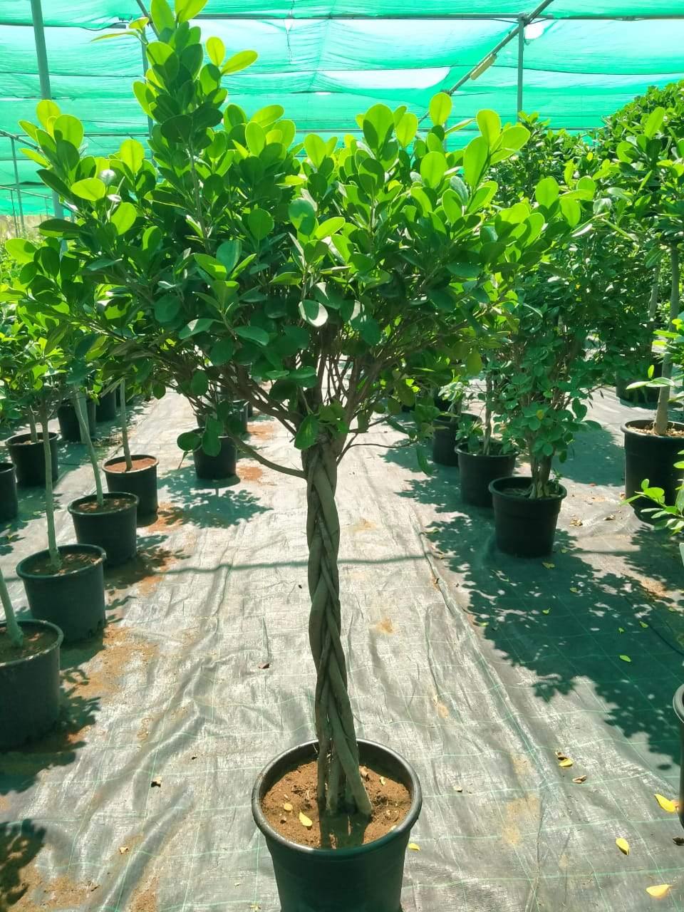 Ficus Panda - Ficus truncata-Outdoor Plant – Plantsworld.ae