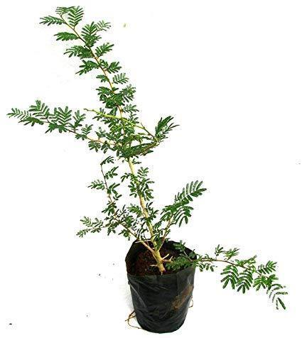 Ghaf -National Tree Of UAE-Prosopis Cineraria-plantsworld.ae ...