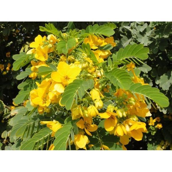 Sunshine Tree - Cassia Surattensis - Outdoor flowering Plant ...